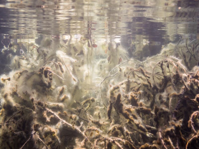 Algae Tangled Up on Underwater Branches Stock Photo - Image of surface ...