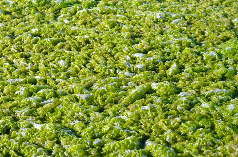 Algae texture background stock photo. Image of biology - 59551344