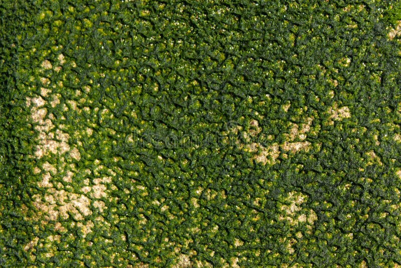 Algae texture stock image. Image of detail, coastline - 91819395