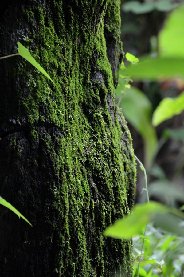 Algae on tree stock photo. Image of fungi, flora, beautiful - 113560868