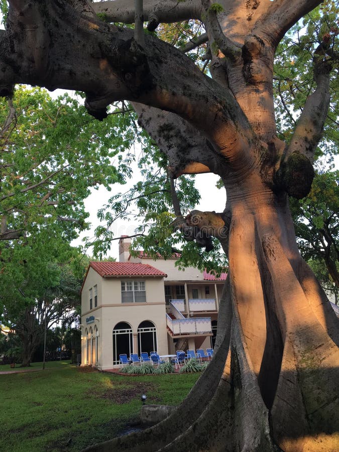 Algae Tree Overgrown in Daylight Stock Image - Image of tree, overgrown ...