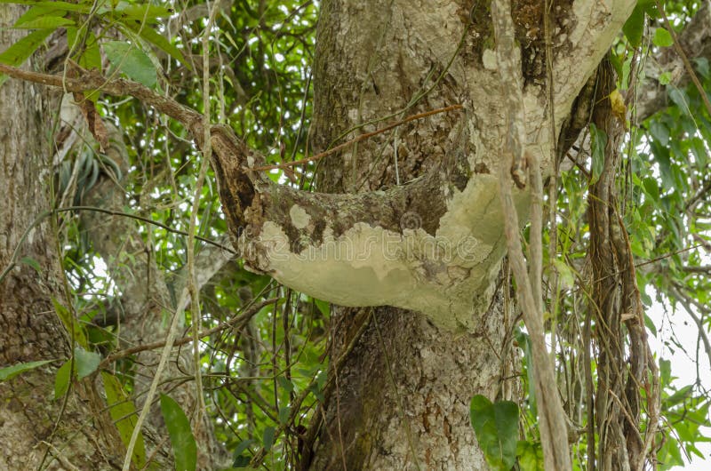 Algae on a Tree Surrounded by Aerial Roots Stock Image - Image of ...