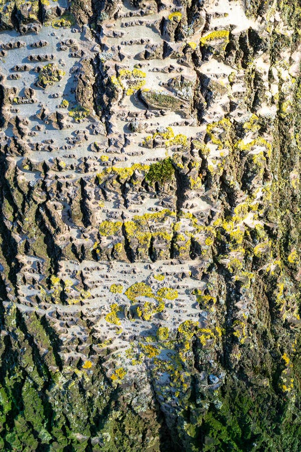 Algae on the Trunk of a Tree Stock Photo - Image of pleurococcus ...