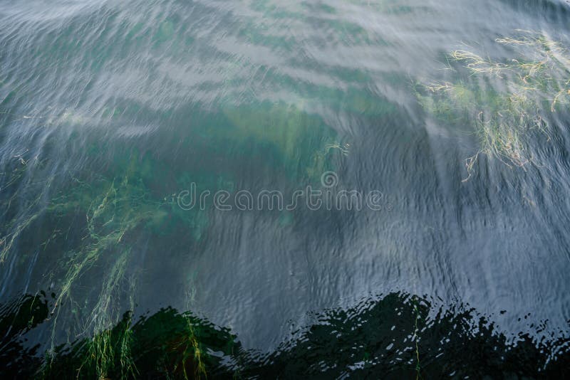 Algae Under the Clear Water of the Lake. Stock Photo - Image of ...