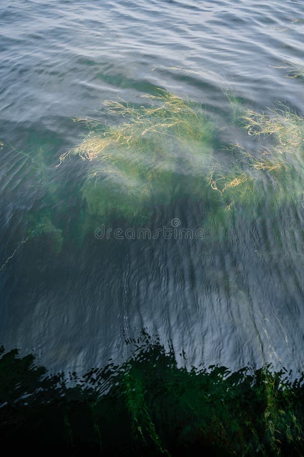 Red Algae Under the Microscope Stock Photo - Image of tissue, 100x ...