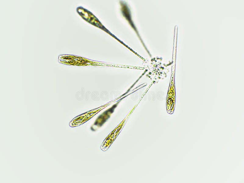 Blue Green Algae Under Microscope