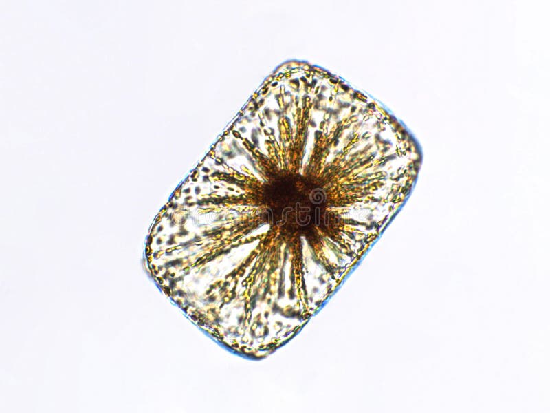 Algae Under Microscopic View Stock Image - Image of diatom, algae ...