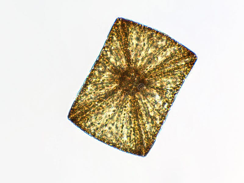 Microalgae Under Microscopic View, Green Algae, Cyanobacteria ...