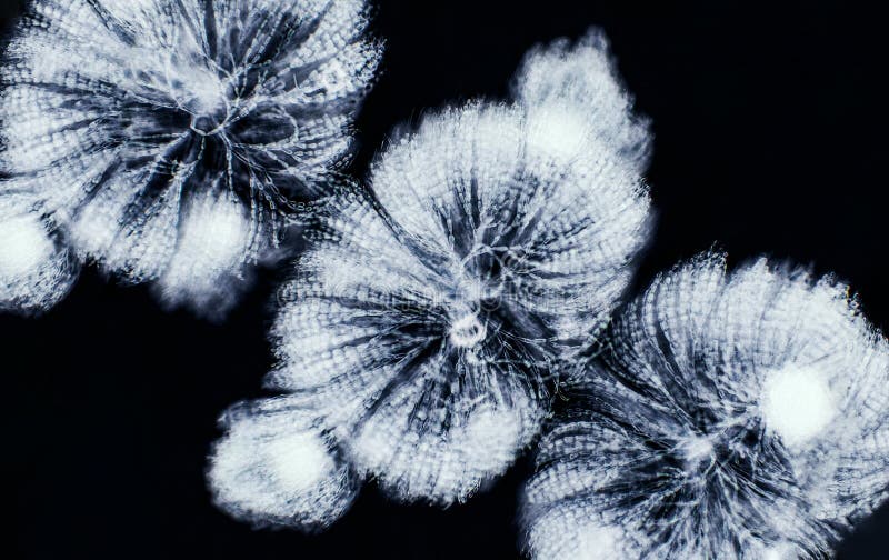 Algae Under Microscopic View, Freshwater Red Algae on Black Background ...