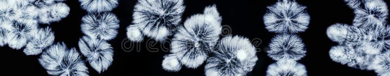 Algae Under Microscopic View, Freshwater Red Algae on Black Background ...