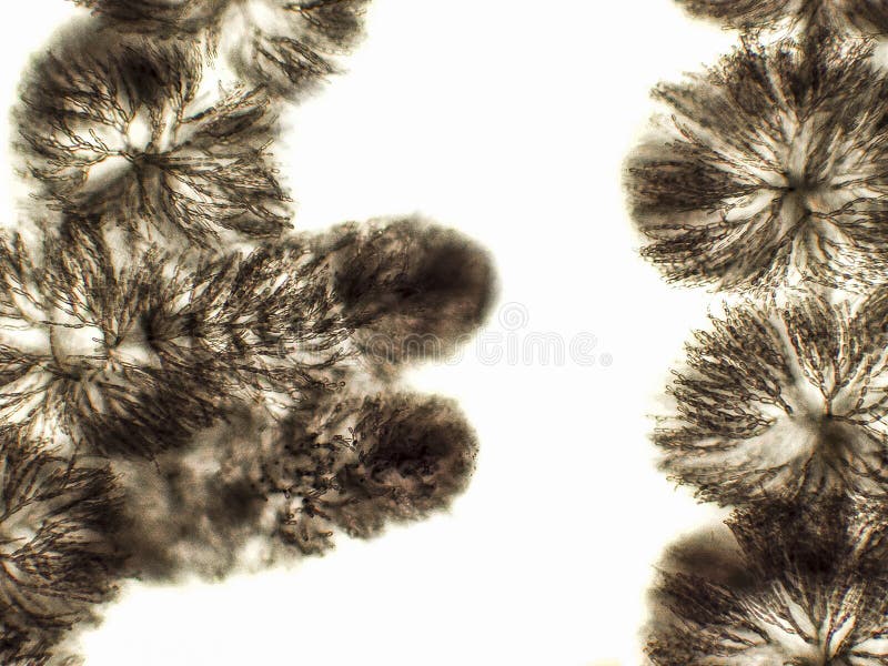 Algae Under Microscopic View, Freshwater Red Algae, Rhodophyta ...