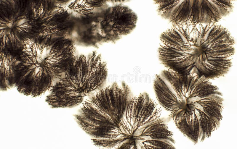 Algae under a microscope. stock image. Image of micro - 113554695