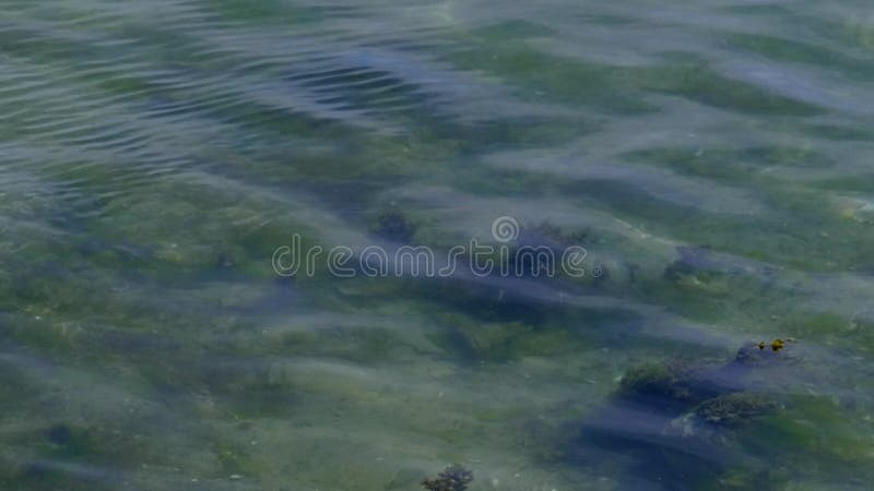 Algae Under the Surface of Clear Sea Water Stock Video - Video of clear ...