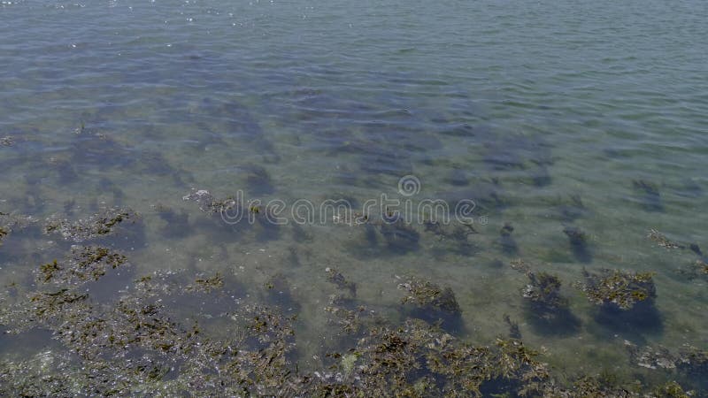 Algae Under the Surface of Clear Sea Water, Landscape. only Water and ...