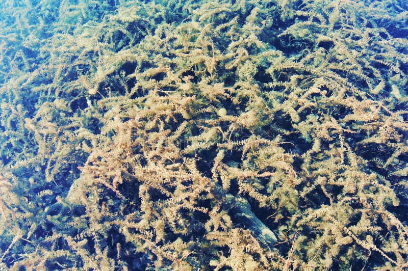 Algae Under the Water in the Lake Stock Photo - Image of space ...