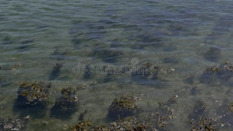 Algae Under the Water, Landscape. only Water and Algae, Video Stock ...