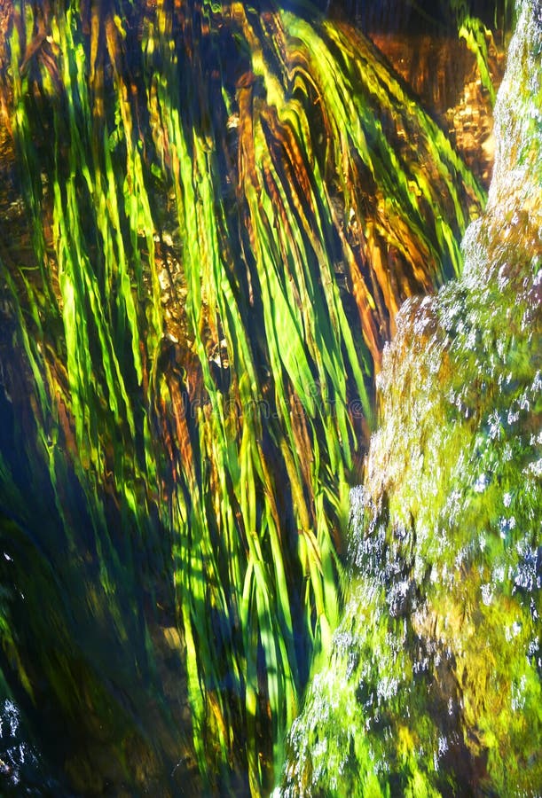 Algae Under Water Top View in River Fast Flow Stock Image - Image of ...
