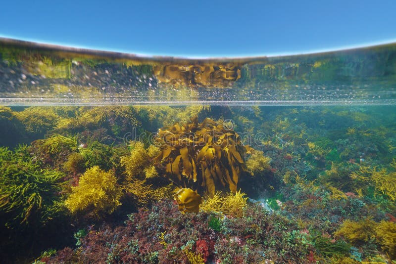 Algae Underwater in the Ocean and Blue Sky Over Water Surface Atlantic ...