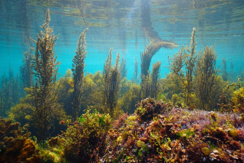 Ocean Shallow Underwater Background Stock Photo - Image of sand ...