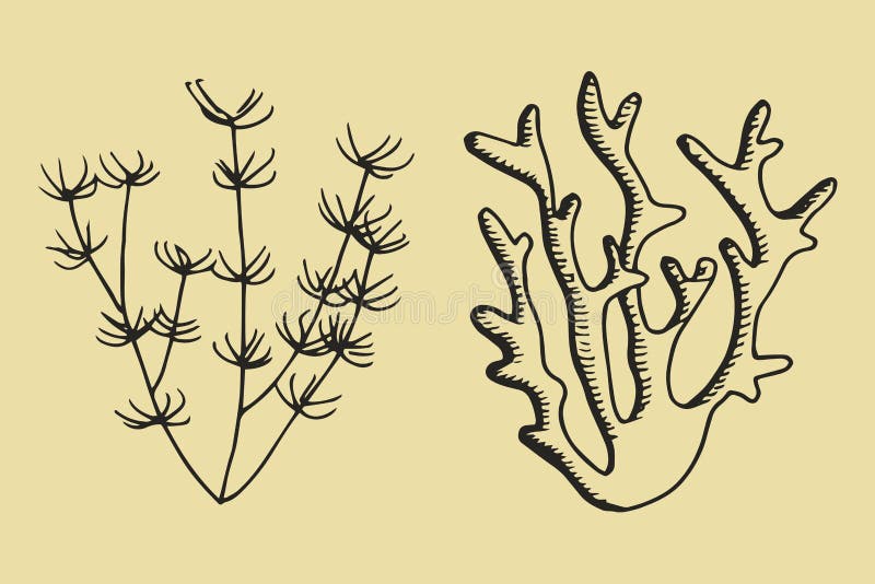 Algae Vector Sketch. Hand Drawing Illustration Stock Vector ...