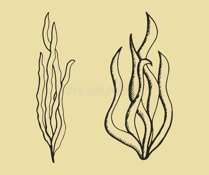 Algae Vector Sketch. Hand Drawing Illustration Stock Vector ...