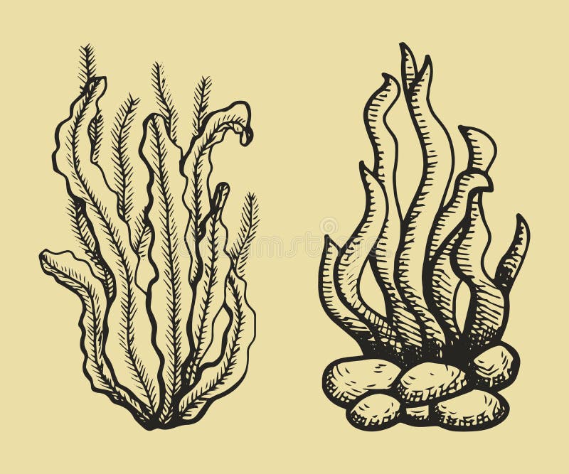 Algae hand drawing vector stock vector. Illustration of sketch - 90238523