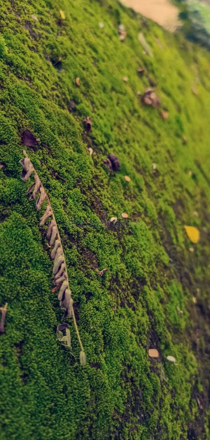 Algae on the wall. stock photo. Image of special, algae - 224995864