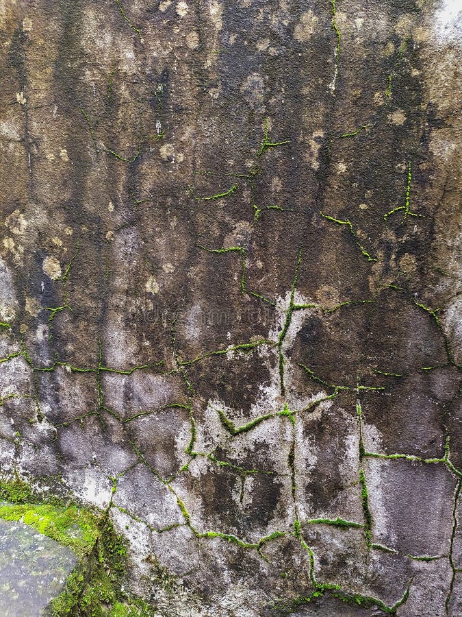 Algae on wall stock image. Image of green, monsoon, effect - 160103237