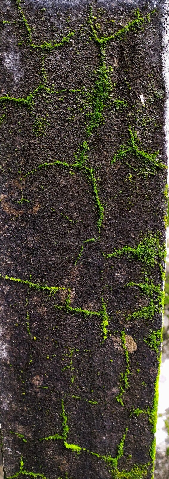 Algae on wall stock photo. Image of algae, wall, architecture - 160103066