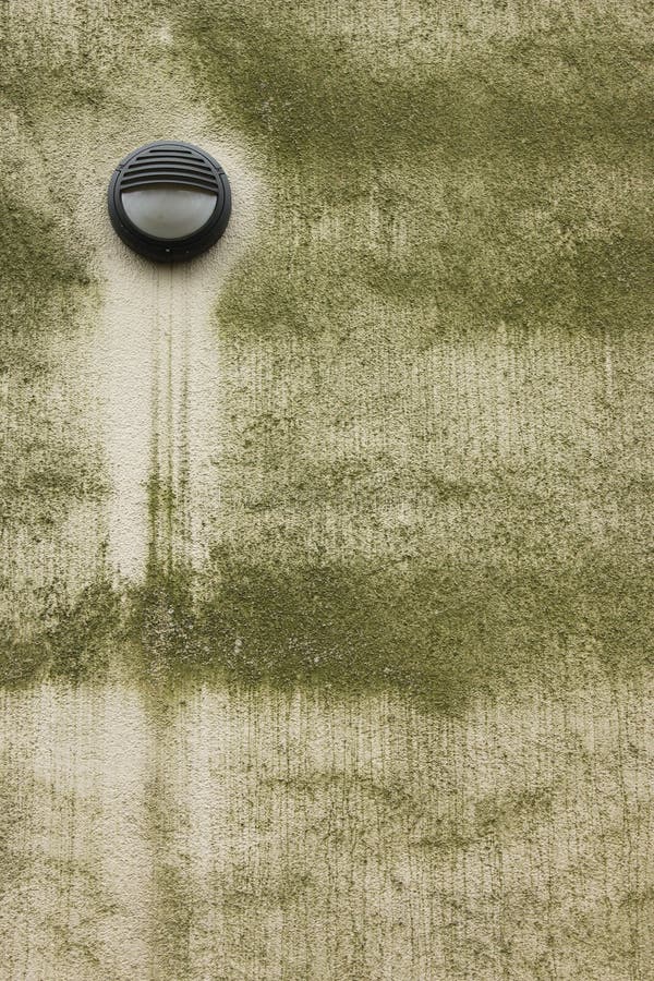 Algae on wall stock image. Image of green, monsoon, effect - 160103237