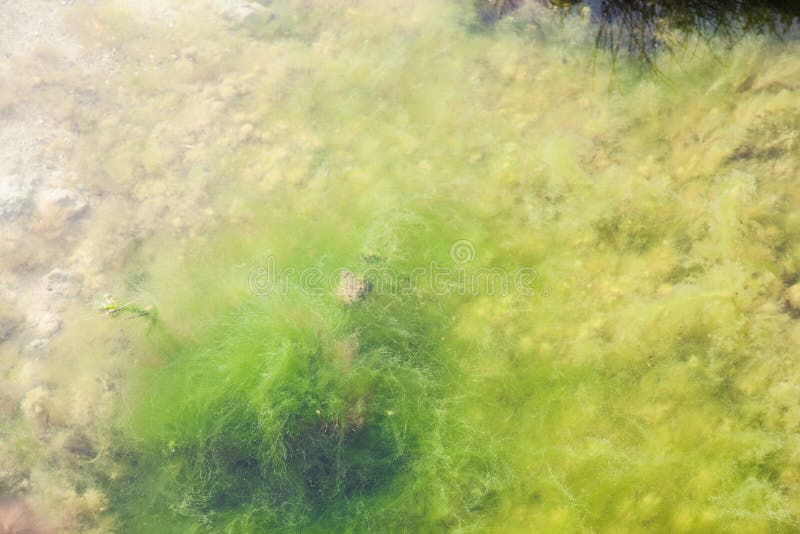 Algae in the water stock image. Image of flora, basin - 161340377