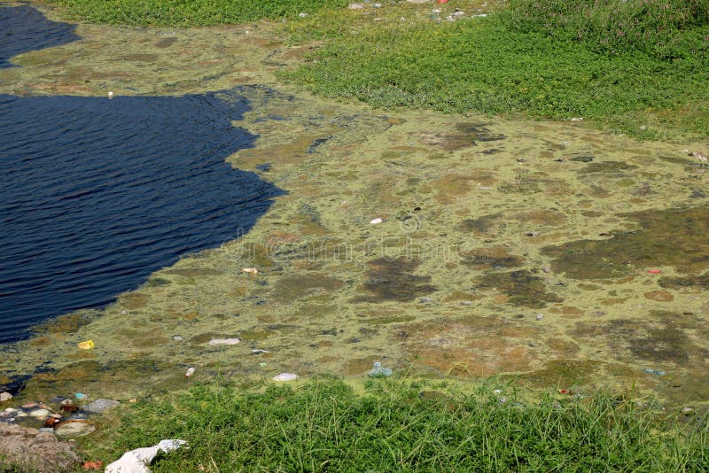 369 Lime Scum Stock Photos - Free & Royalty-Free Stock Photos from ...