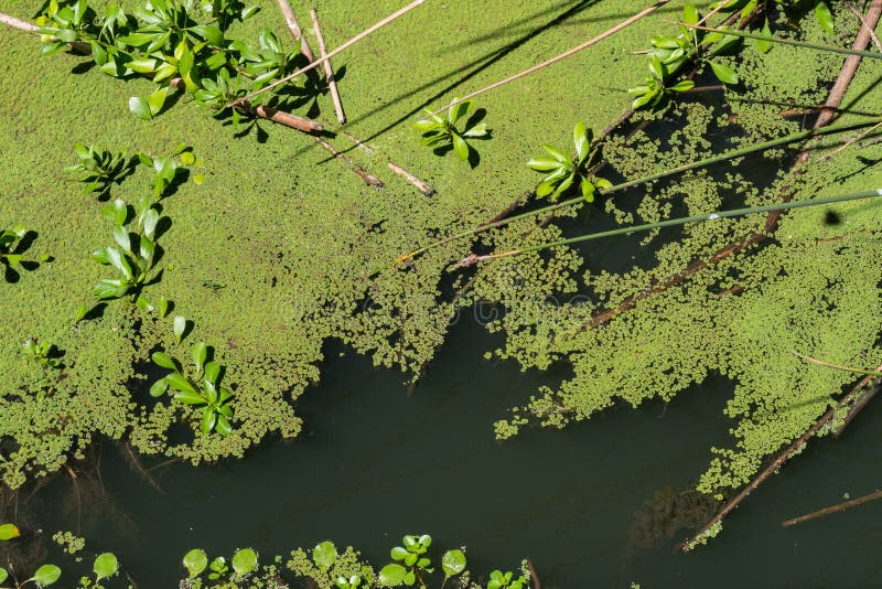 Algae in the Sacramento River Delta Stock Image - Image of delta, bloom ...