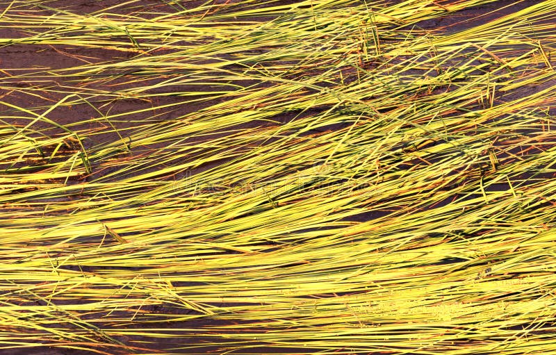 Green Algae and Leaves Float on the Water. Stock Image - Image of ...