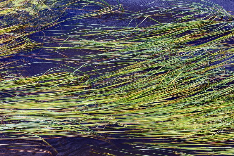 Green Algae and Leaves Float on the Water. Stock Photo - Image of ...