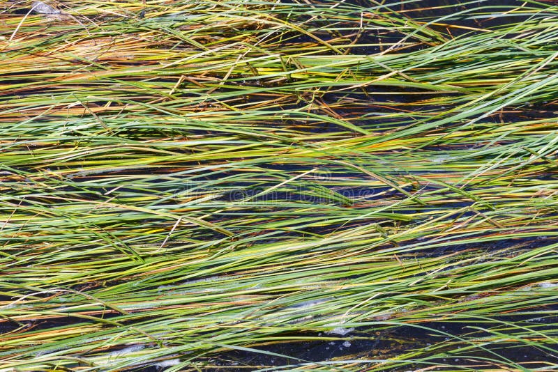 Green Algae and Leaves Float on the Water. Stock Photo - Image of mass ...