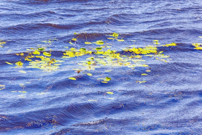 Algae on the water surface stock image. Image of duckweed - 183534409