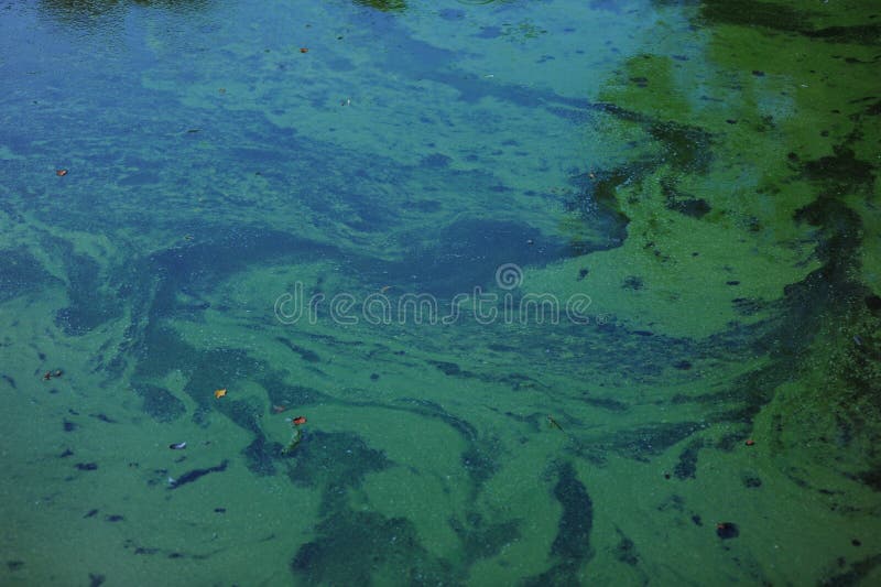 Algae on waters surface stock photo. Image of marsh, ocean - 50929174