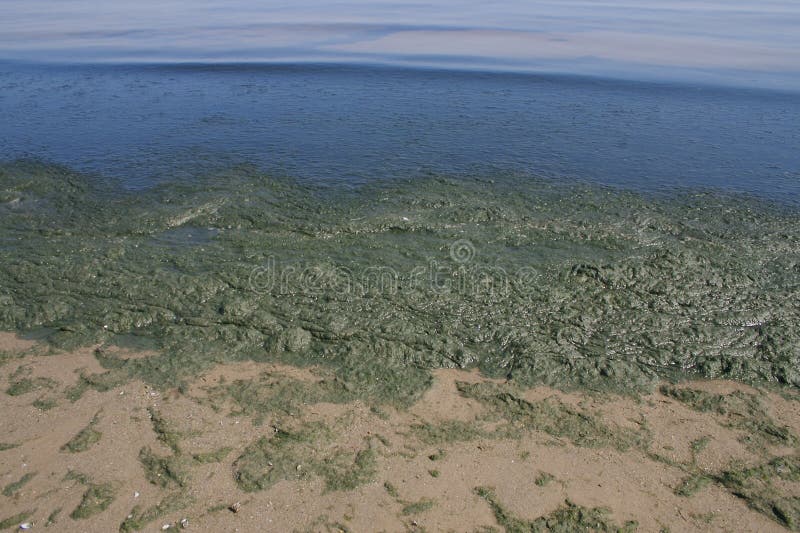 Algal biofilm on lakeshore stock photo. Image of environment - 3148174