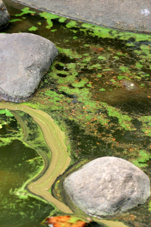 Algal bloom stock photo. Image of risk, flora, ooze, green - 441612
