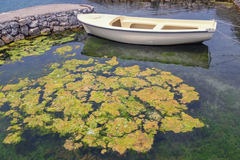 Algal Bloom in Water in Spring Stock Image - Image of ecosystem, blooms ...