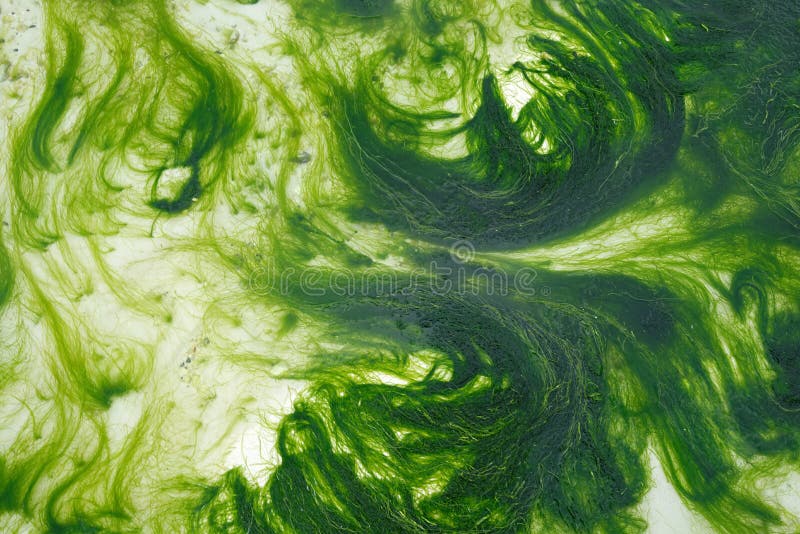 Algal Bloom in a Tropical Ocean. Stock Image - Image of ecology, bloom ...