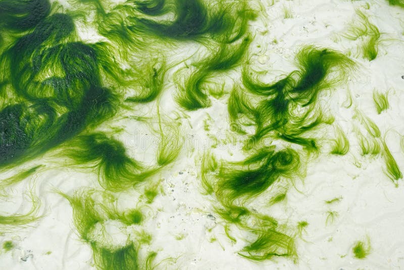 Algal Bloom in a Tropical Ocean. Stock Image - Image of natural ...