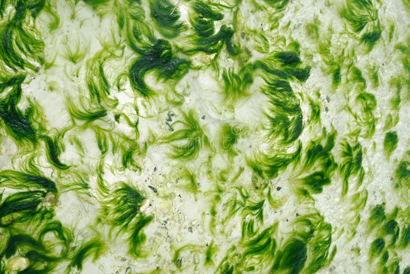 Algal Bloom in a Tropical Ocean. Stock Photo - Image of green, lake ...