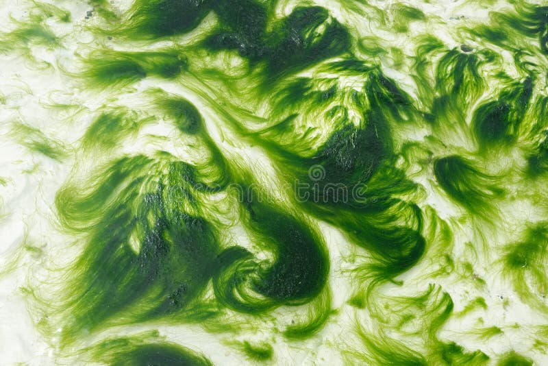 Algal Bloom in a Tropical Ocean. Stock Photo - Image of dirty ...