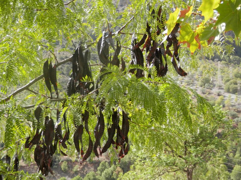 Alora Seed Pod Stock Photos - Free & Royalty-Free Stock Photos from ...