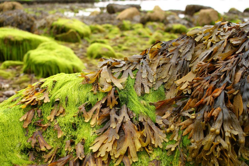 Algas de la orilla foto de archivo. Imagen de rocas, costa - 95261638