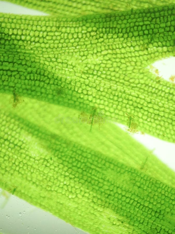 Algas Del Microorganismo Del Enfoque Foto de archivo - Imagen de ...