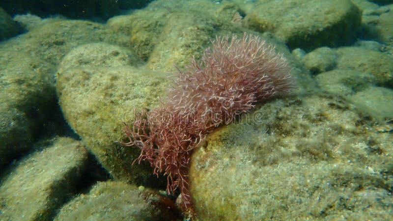 Algas Rojas Anphiroa Rigida Submarino Mar Egeo Isla Syros Foto de ...