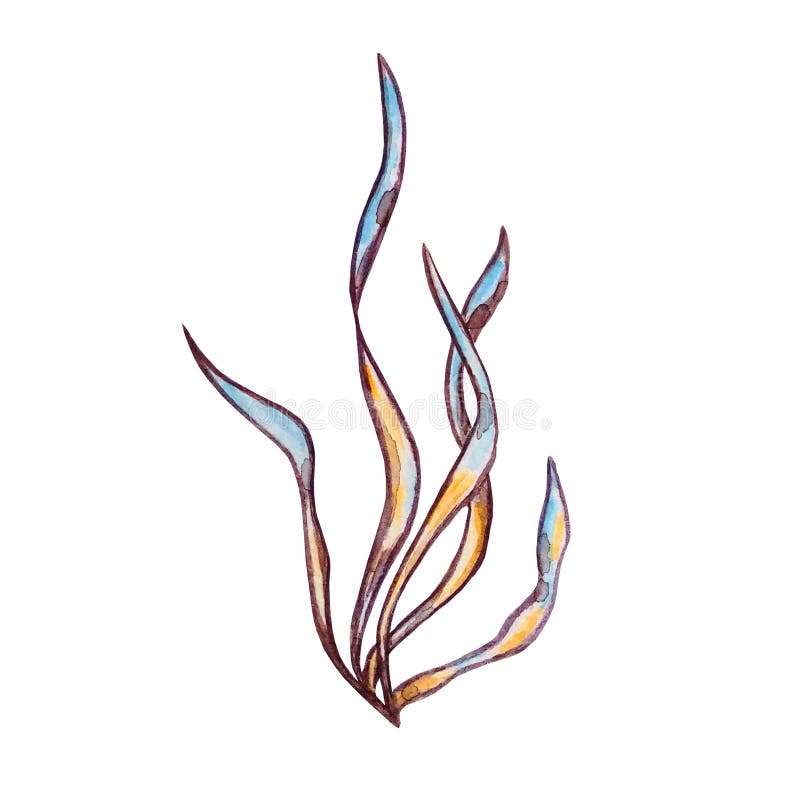 Algas Submarinas De Acuarela Stock de ilustración - Ilustración de ...